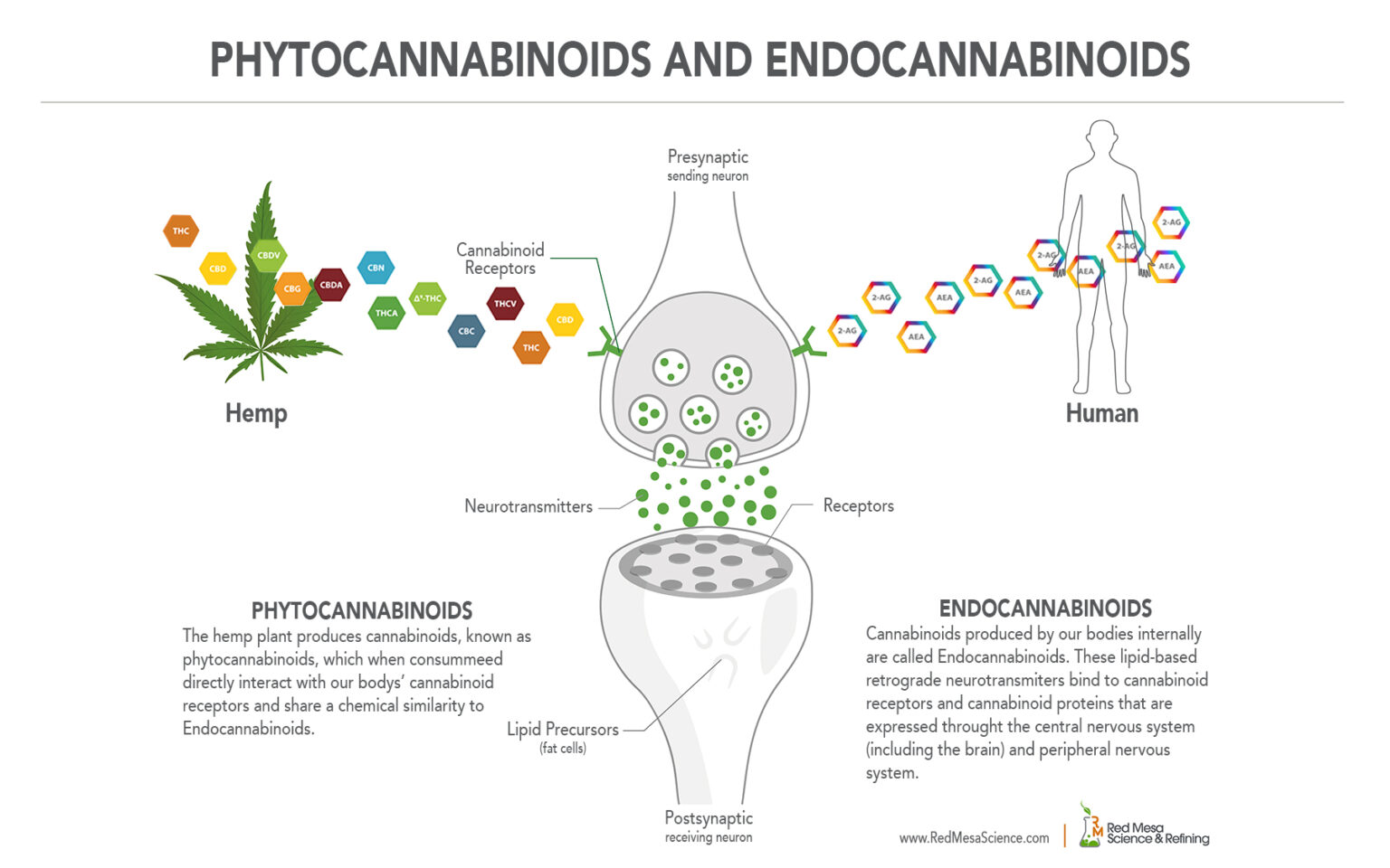 CBD | CBG |CBN and the Endocannabinoid System | A Research Based Article