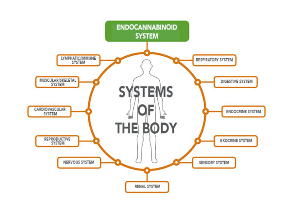 CBD | CBG |CBN and the Endocannabinoid System | A Research Based Article
