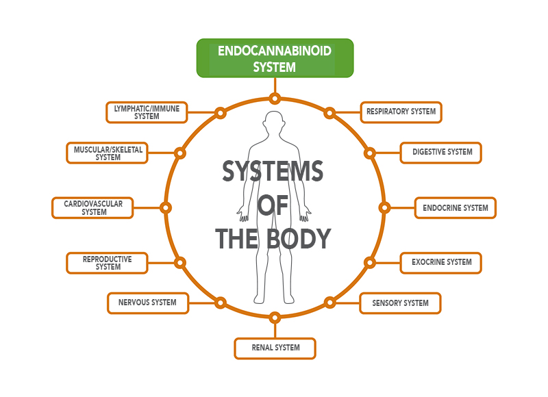 CBD | CBG |CBN and the Endocannabinoid System | A Research Based Article